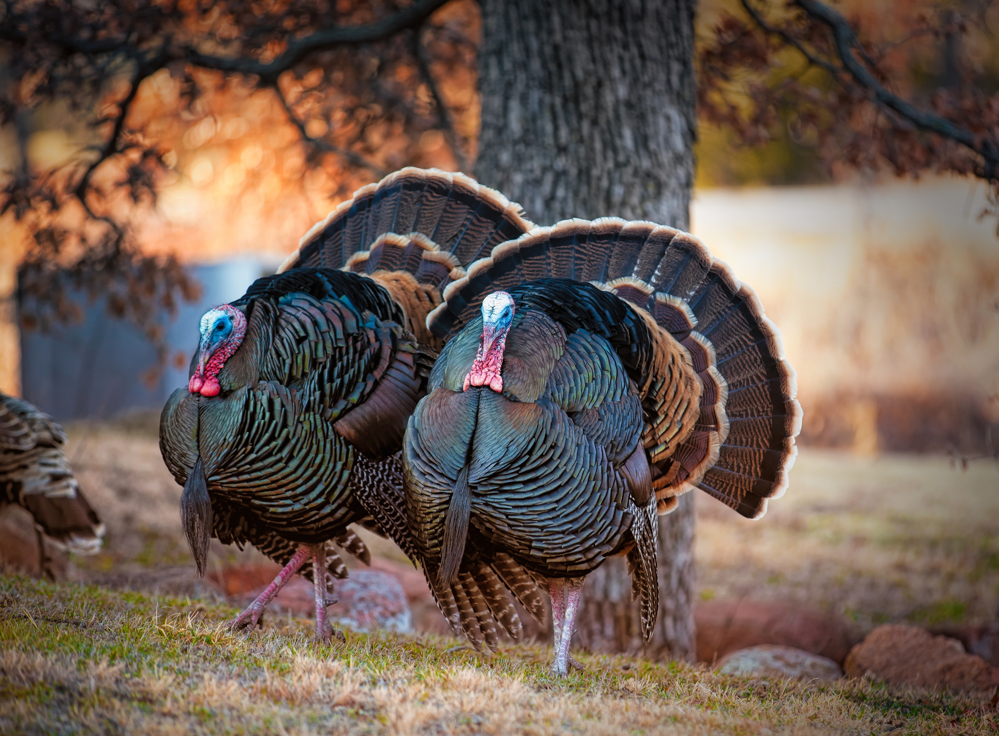 Hey, Buddy, Can You Spare Some Turkey Chow? @ Livin' Thing
